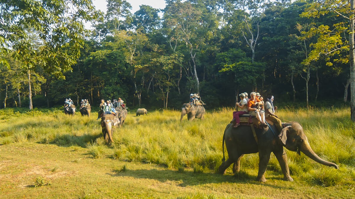 Chitwan Jungle Safari Tour - Best Safari Experience